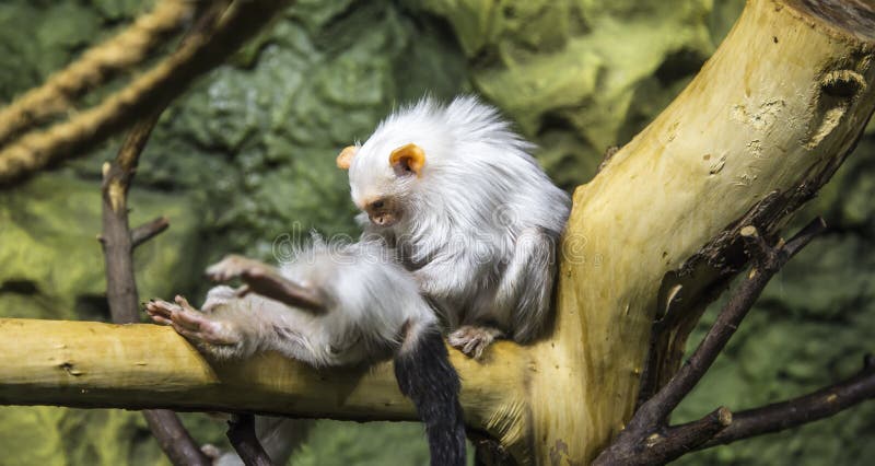 Large Image of a Small Brown Monkey, Closeup Stock Image - Image of ...