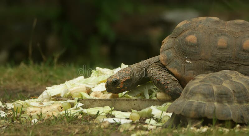 Large Image of Very Big Tortoise Stock Image - Image of shell ...