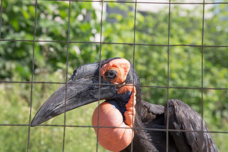 Large Images of the Kafrsky Horned Raven Stock Image - Image of moscow ...