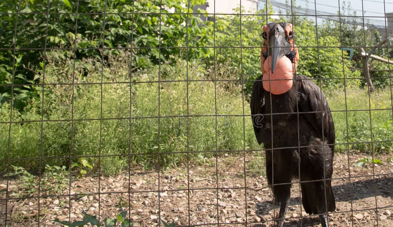 Large Images of the Kafrsky Horned Raven Stock Photo - Image of ...