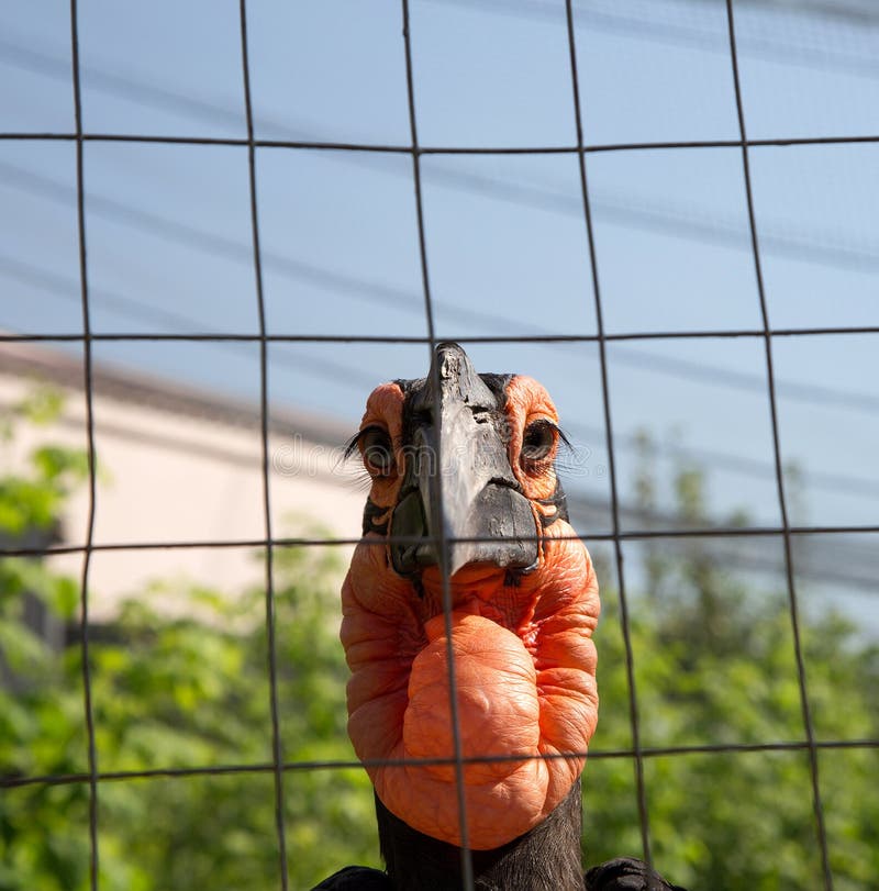Large Images of the Kafrsky Horned Raven Stock Image - Image of wings ...
