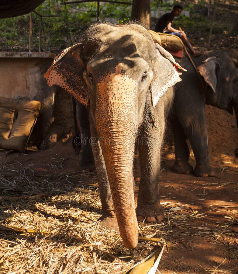 Large Indian Elephant Eating Sugarcane on a Farm in India. Goa Stock ...