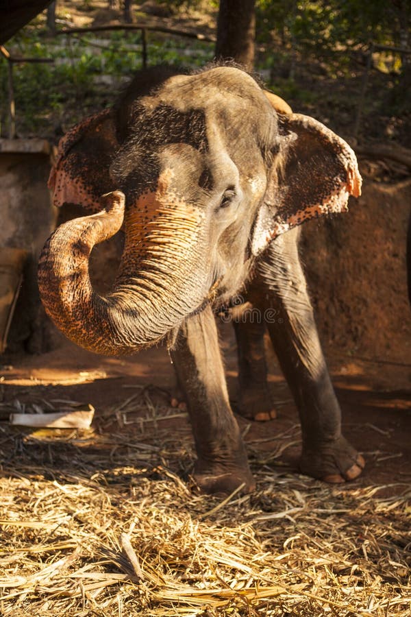 Large Indian Elephant Eating Sugarcane on a Farm in India. Goa Stock ...