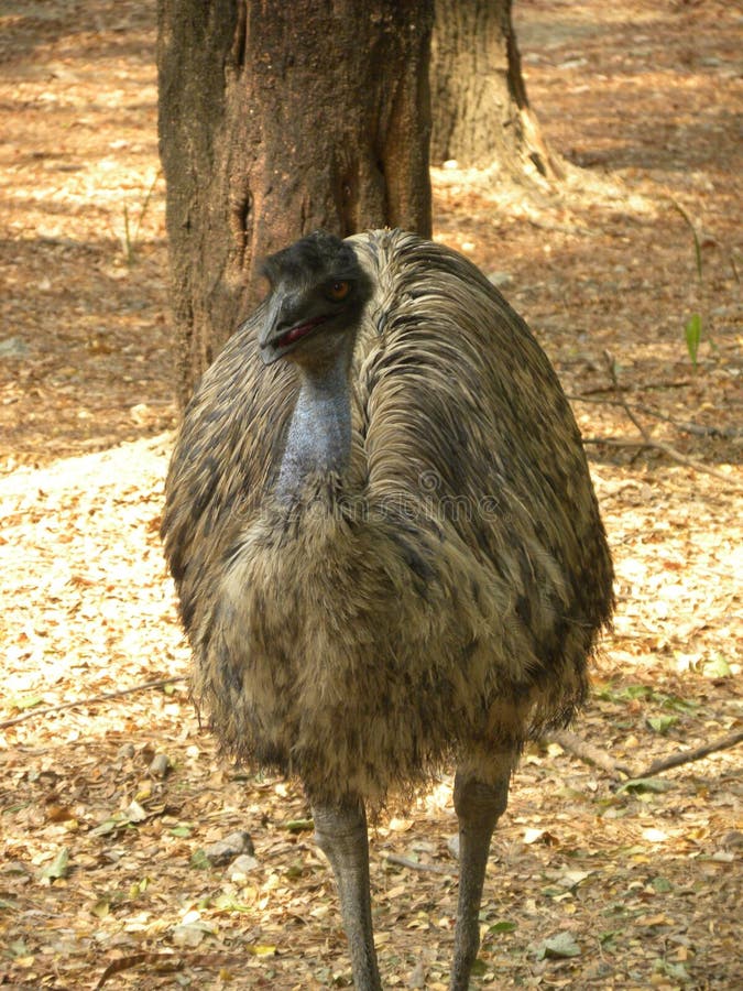 Large Indian Flightless Bird Emu Stock Image - Image of colorful, avian ...