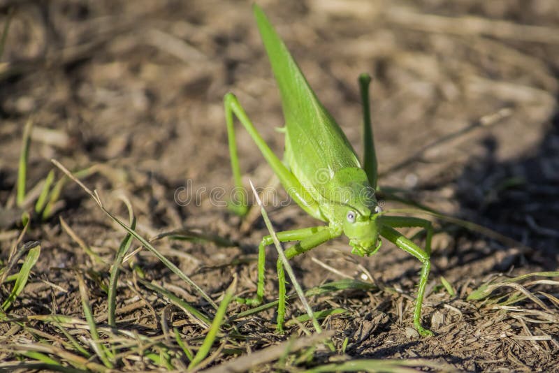 A Large Individual of Green Locusts Encountered on the Road Stock Image ...
