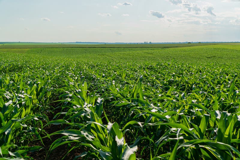 Large Industrial Corn Field. Corn Cultivation Stock Image - Image of ...