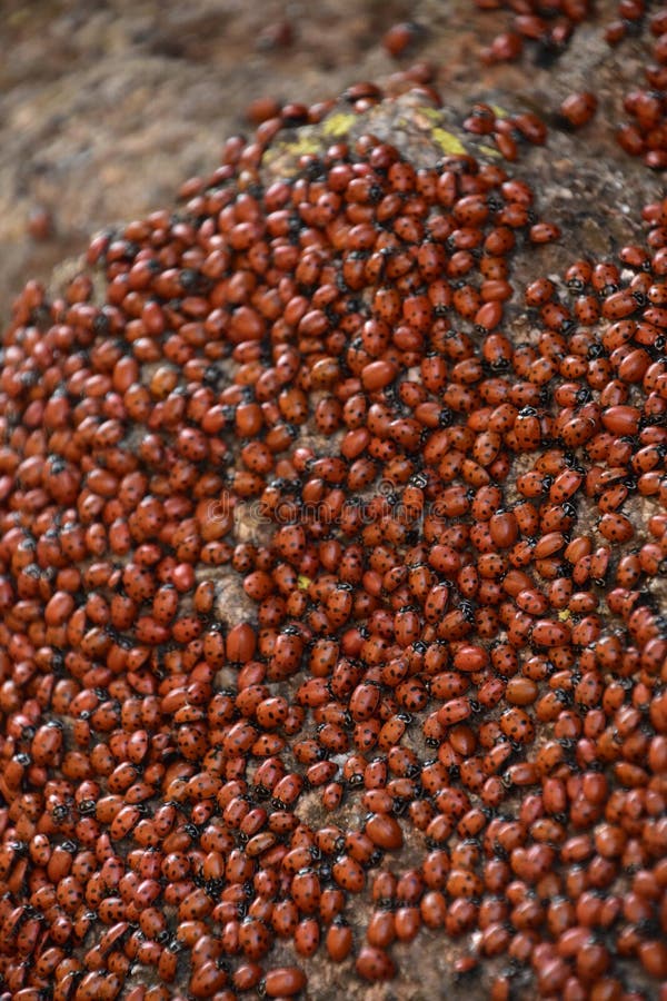 Large Infestation of Lady Bugs on a Rock Stock Image - Image of cluster ...