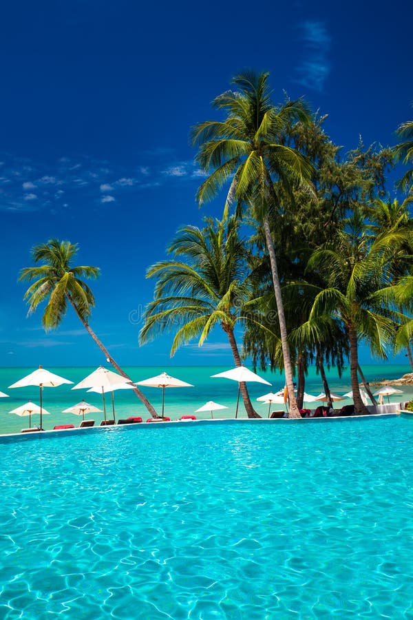Large Infinity Swimming Pool on the Beach with Palm Trees and Stock ...