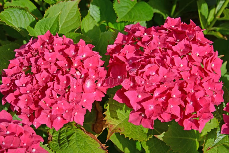 Large Inflorescences of a Hydrangea Hydrangea L., Top View Stock Image ...