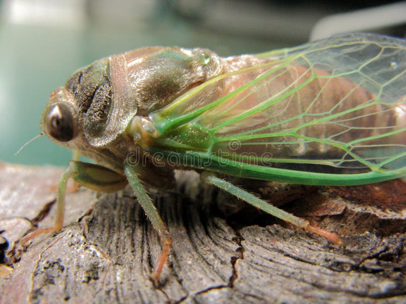 Large Insect Royalty Free Stock Photo - Image: 6437655