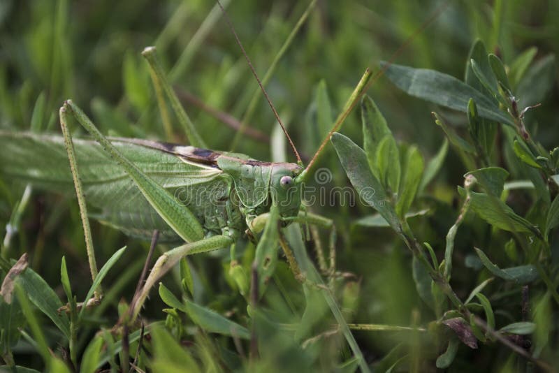 Large insect. stock image. Image of animals, nature, green - 37944459