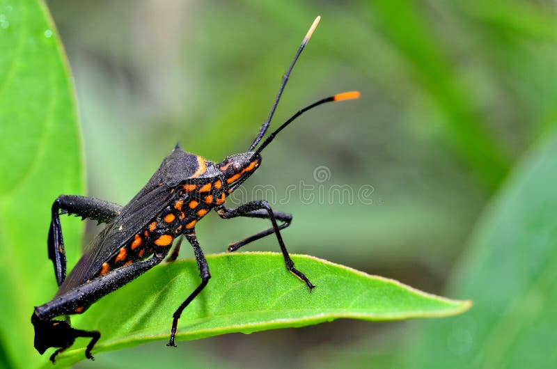 Large insect stock image. Image of compound, small, animal - 94616519