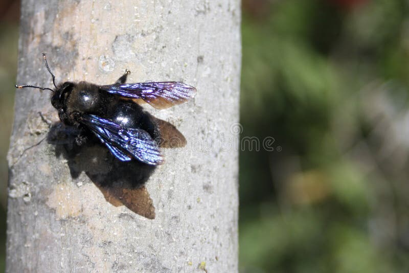 Large insect stock image. Image of homopteran, legged - 6437655