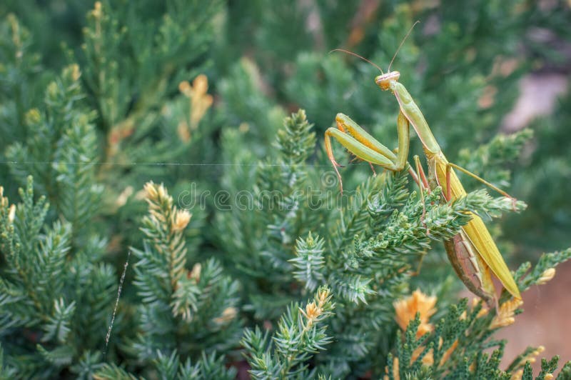 A Large Insect Mantis in the Garden Outdoors Stock Image - Image of ...