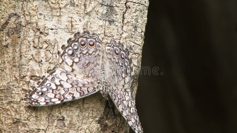 Large Butterfly Moth on Tree in Amazon Stock Video - Video of ...