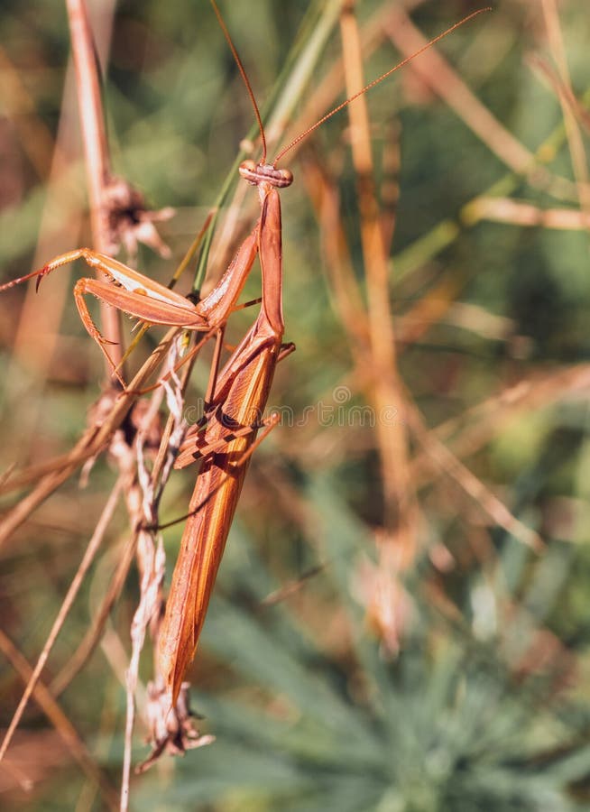 Large Insect Praying Mantis among the Grass Stock Image - Image of ...
