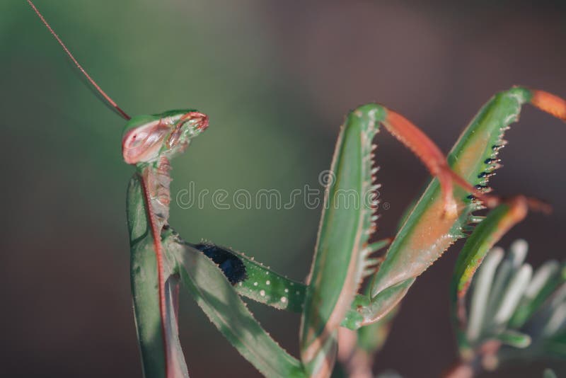 Large Insect Praying Mantis among the Grass Stock Image - Image of ...