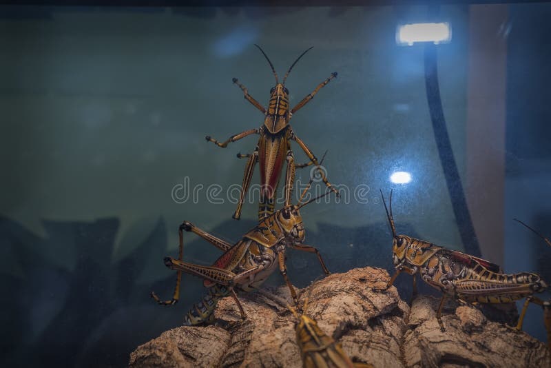 Large insects stock photo. Image of macro, nature, insect - 148061510
