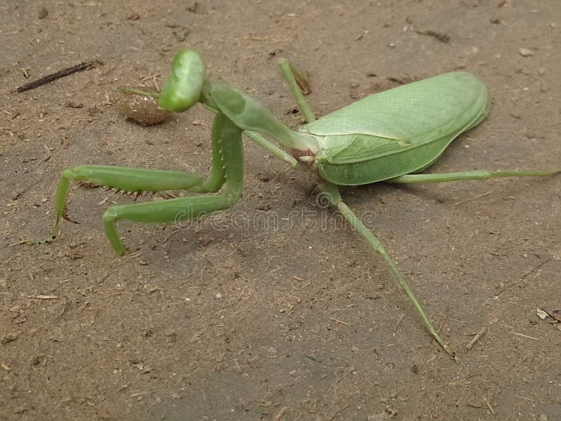 Large insects stock image. Image of insects, normal, insect - 97500885