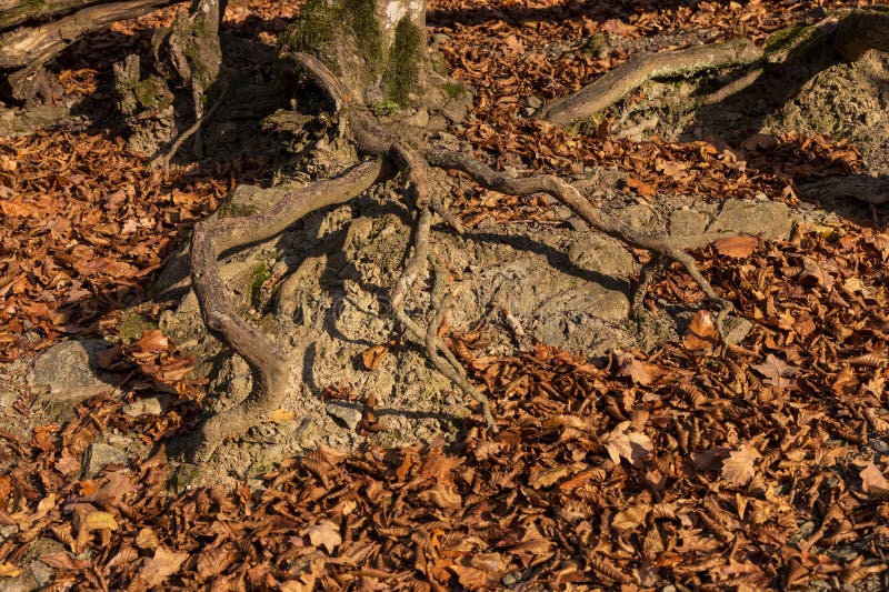 Large Intertwined Tree Roots in the Forest Stock Photo - Image of ...