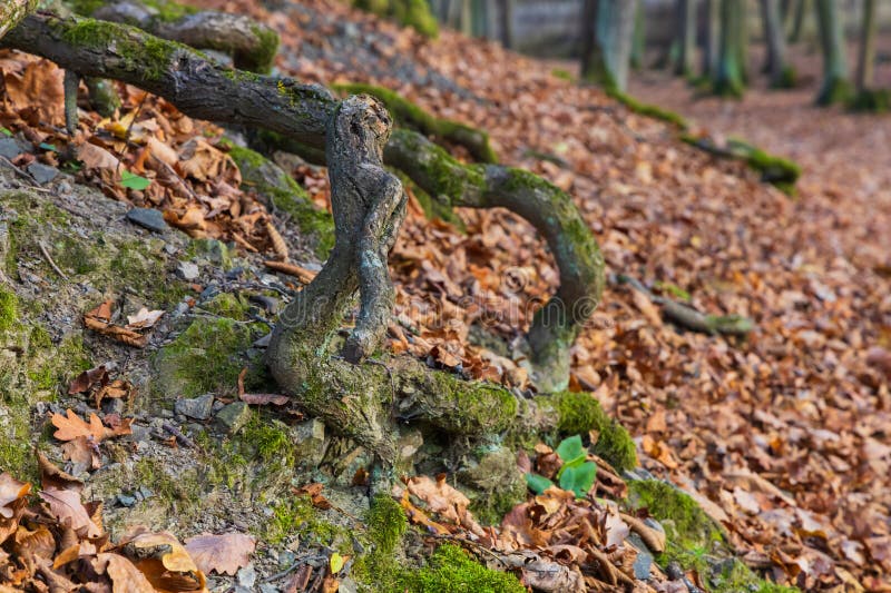 Large Intertwined Tree Roots in the Forest. Stock Photo - Image of ...