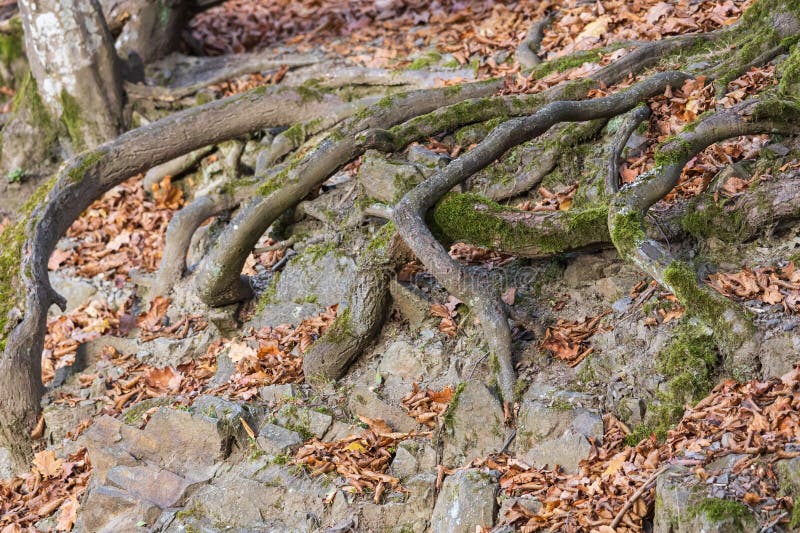 Large Intertwined Tree Roots in the Forest Stock Image - Image of large ...