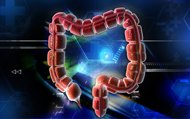 Large intestine stock illustration. Illustration of anatomy - 14850126