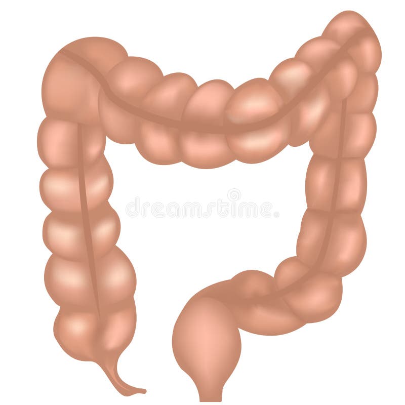 Large Intestine Anatomy Colorful Mesh Drawing Stock Illustration ...