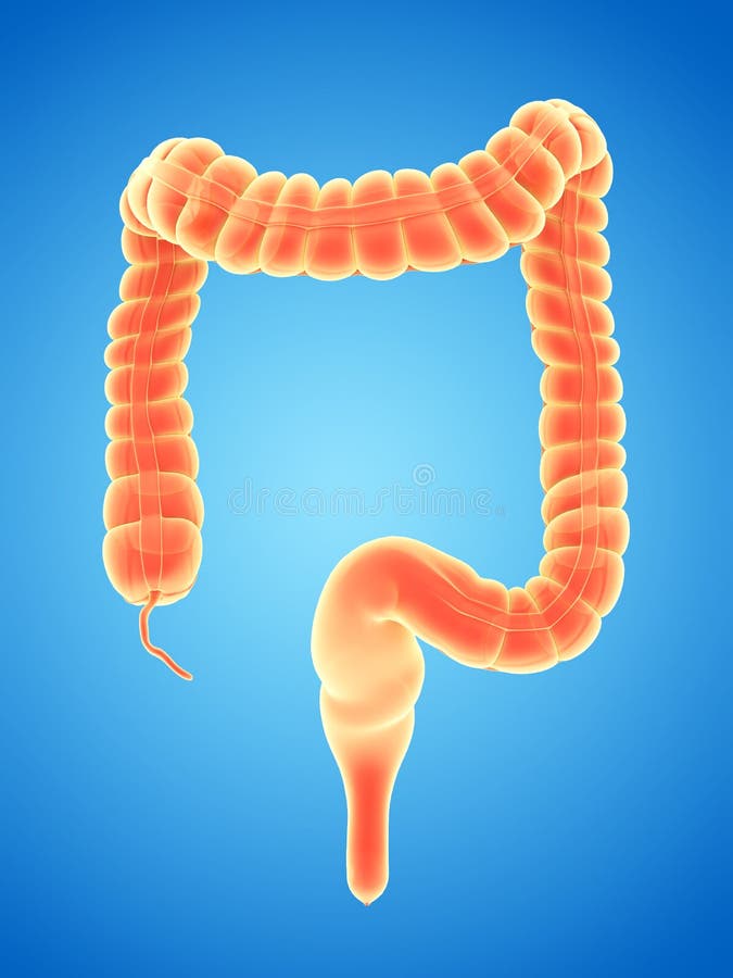 The large intestine stock illustration. Illustration of digestive ...