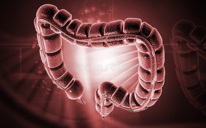 Large intestine stock illustration. Illustration of anatomy - 14850126