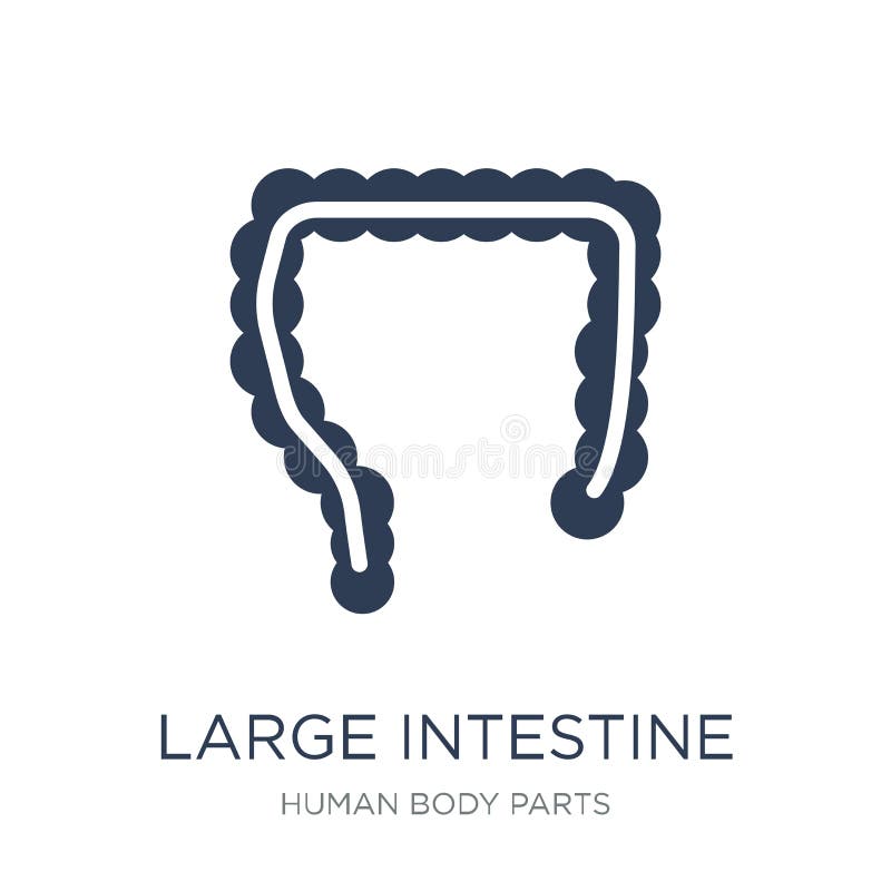 Large Intestine Icon. Trendy Flat Vector Large Intestine Icon on Stock ... Large Intestine Icon. Trendy Flat Vector Large Intestine Icon on Stock ...