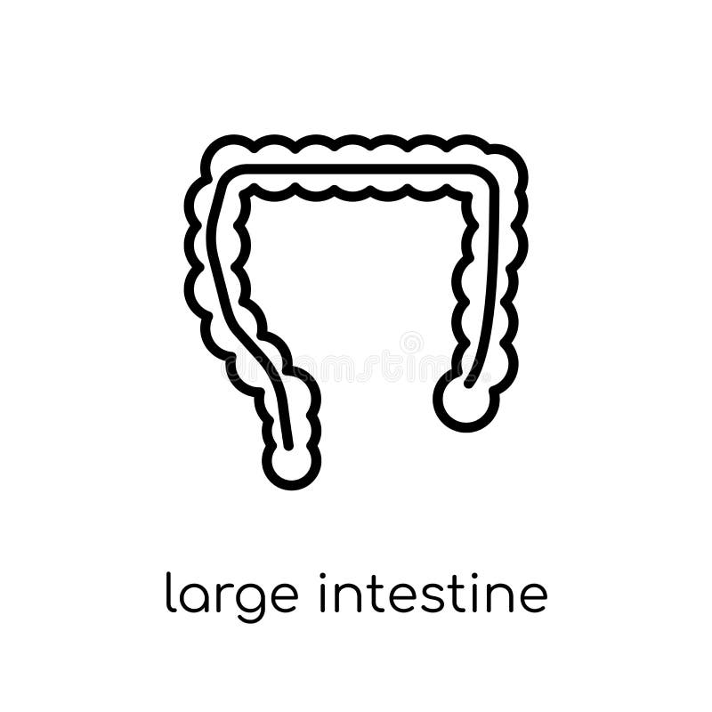 Large Intestine Icon. Trendy Modern Flat Linear Vector Large Int Stock ... Large Intestine Icon. Trendy Modern Flat Linear Vector Large Int Stock ...