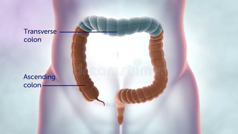 The Large Intestine Includes the Colon, Rectum and Anus Stock ...