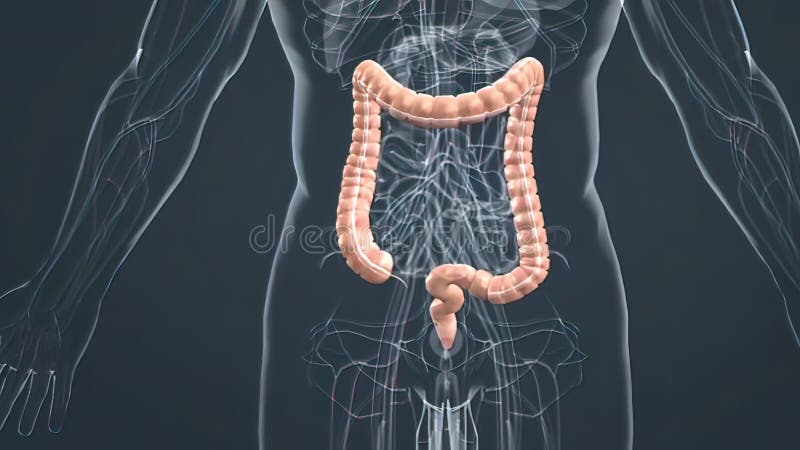 The Large Intestine Includes the Colon, Rectum and Anus Stock ...