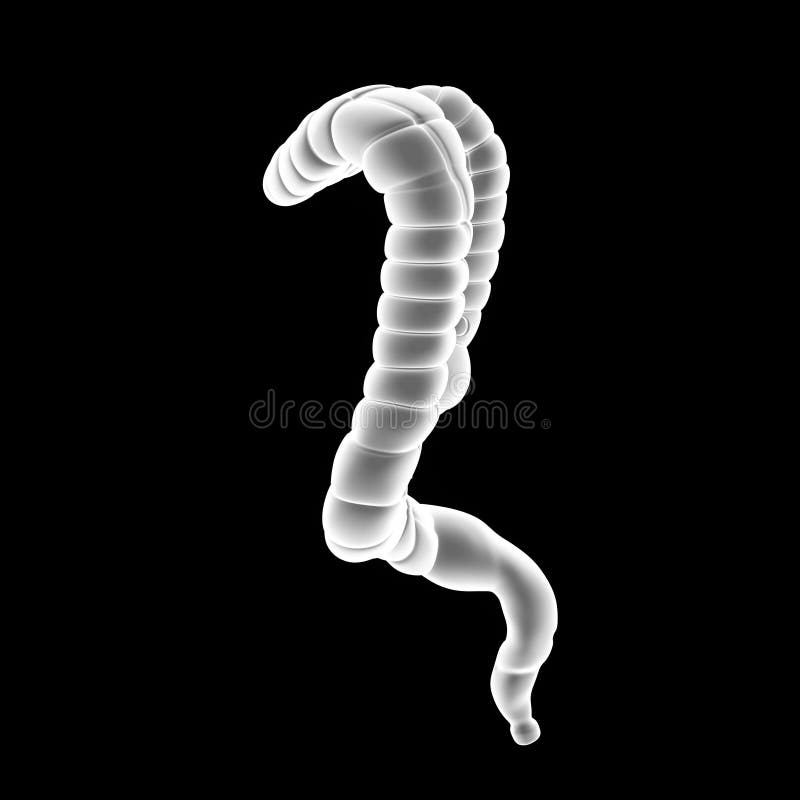 Large Intestine Lateral View Stock Illustration - Illustration of ...