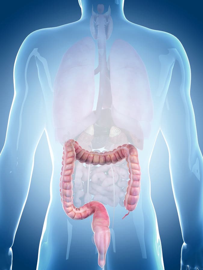 Large intestine labelled stock illustration. Illustration of highlight ...
