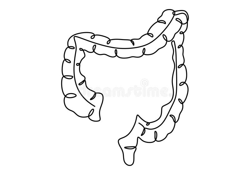 Large Intestine One Continuous Line Drawing Stock Vector - Illustration ...