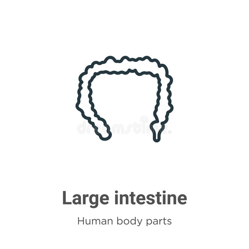 Large Intestine Outline Vector Icon. Thin Line Black Large Intestine ... Large Intestine Outline Vector Icon. Thin Line Black Large Intestine ...