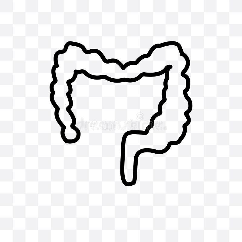 Large Intestine Anatomy Vector Icon Stock Vector - Illustration of ...