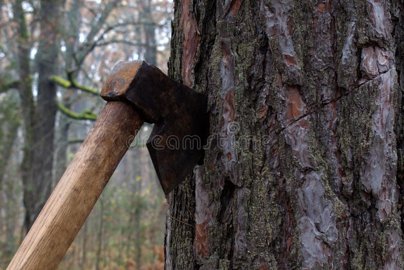 Large Iron Old Ax Stuck into a Tree Trunk Stock Image - Image of ...
