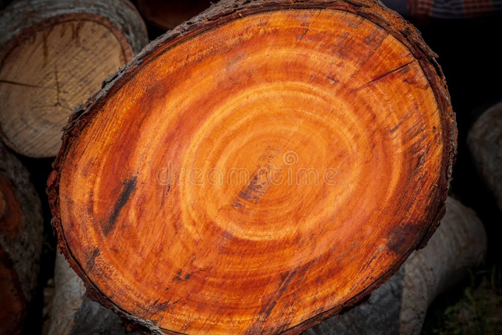 Large Irregular Tree Cut in a Circular Circle Pattern on Wood Texture ...