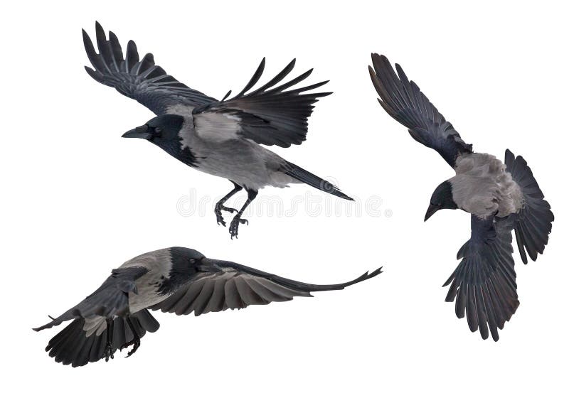 Large Isolated Flying Three Grey Crows Stock Photo - Image of raven ...