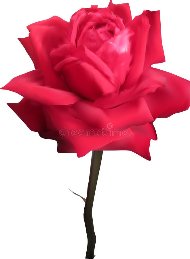 Large Isolated Re Rose Bloom Illustration Stock Vector - Illustration ...