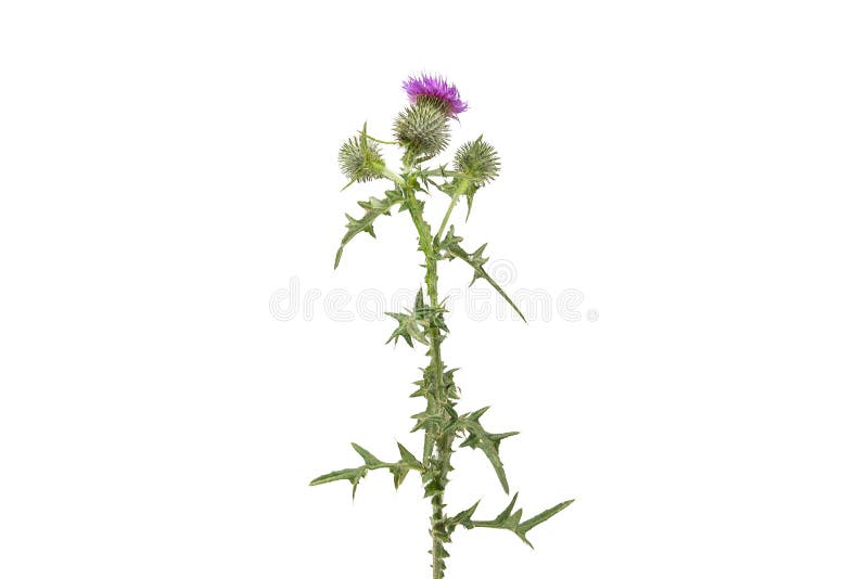 A Large Isolated Thistle with Stem and Leaves Weighted To the Centre of ...