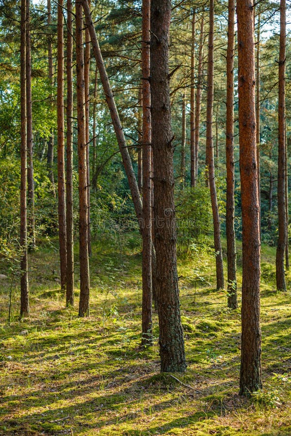 Large Isolated Tree Trunks in Green Forest Stock Photo - Image of trunk ...