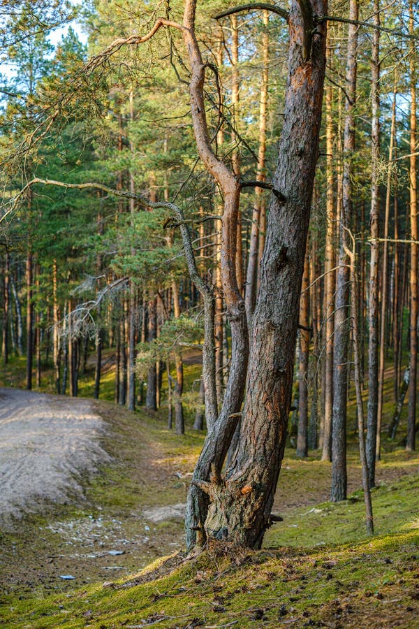 Large Isolated Tree Trunks in Green Forest Stock Image - Image of ...