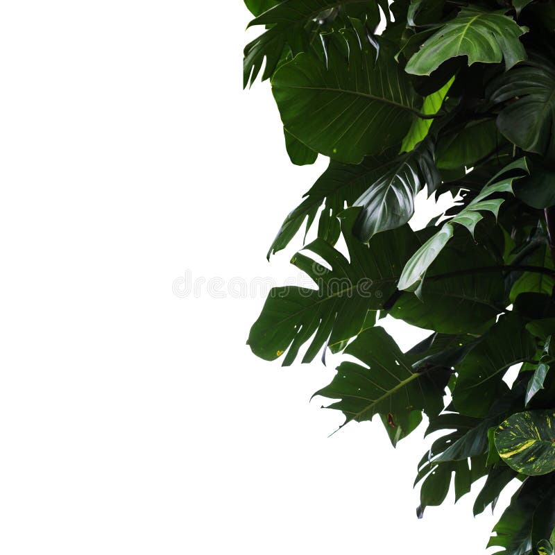 A Large Ivy Bush that Wraps Around a Large Tree is Isolated on a White ...