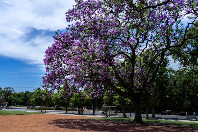 Large Jacaranda in Full Bloom in November Stock Photo - Image of scene ...