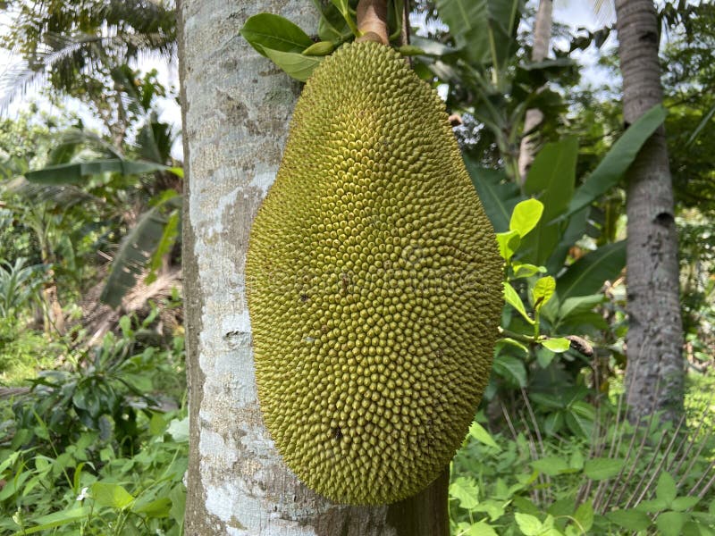 The Large Jackfruit is Still on the Tree Stock Photo - Image of branch ...