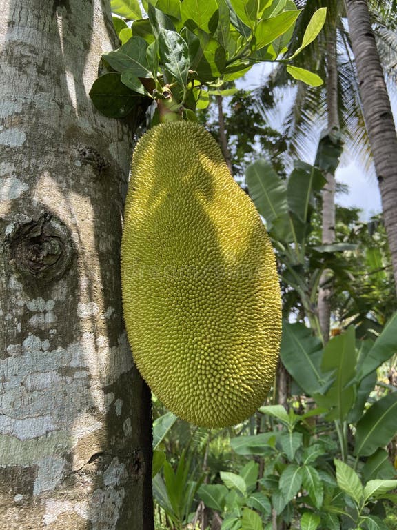 The Large Jackfruit is Still on the Tree Stock Image - Image of asian ...